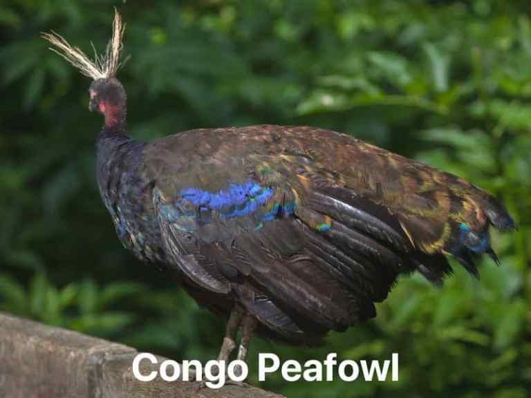 Are Red Peacocks Real? There Are 15 Color Varieties! - Bird Watching Today