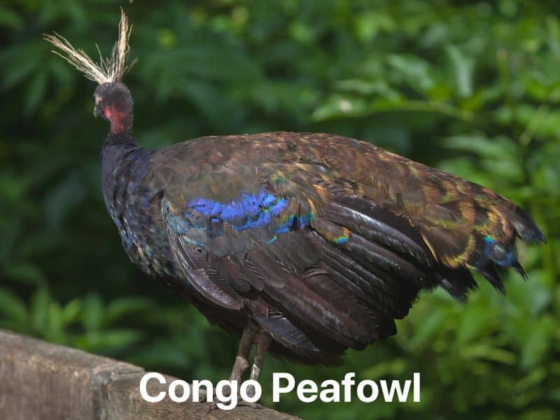 Are Red Peacocks Real? There Are 15 Color Varieties! - Bird Watching Today