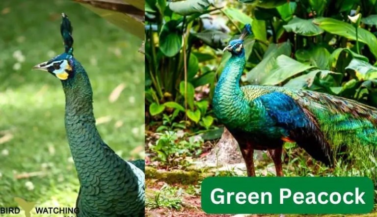 Are Red Peacocks Real? There Are 15 Color Varieties! - Bird Watching Today