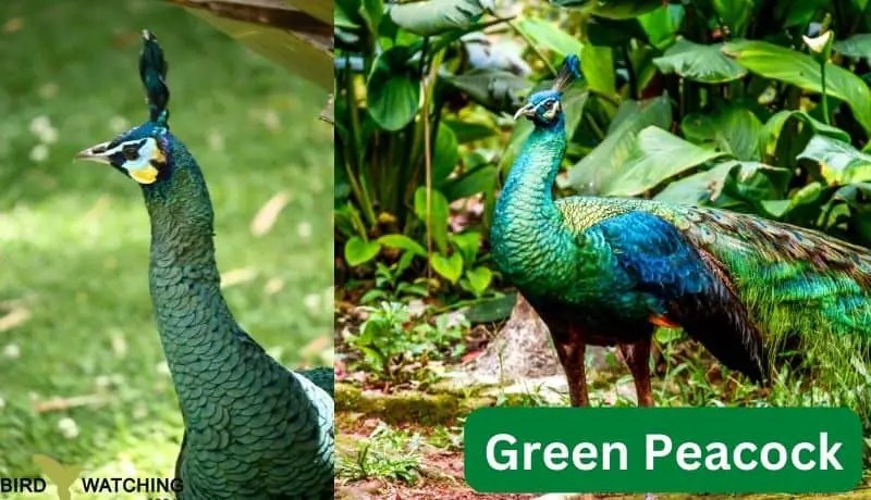 Are Red Peacocks Real? There Are 15 Color Varieties! - Bird Watching Today