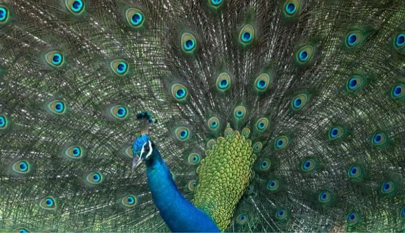 Are Red Peacocks Real? There Are 15 Color Varieties! - Bird Watching Today