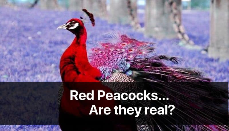 Are Red Peacocks Real There Are 15 Color Varieties Bird Watching Today