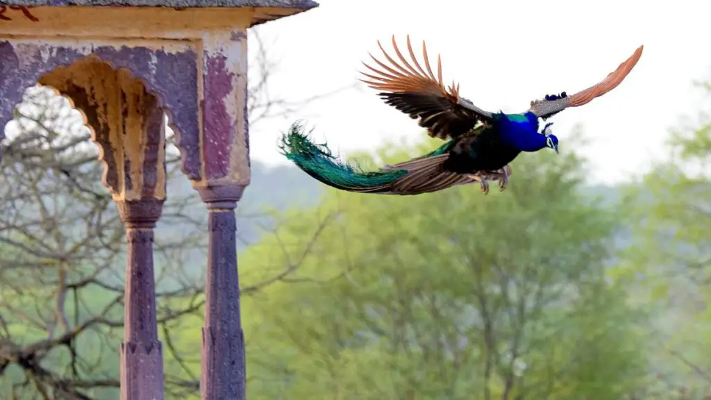 Can Peacocks Fly? YES! But, How High, Far, and At What Speed?